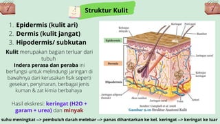Sistem Ekskresi Manusia | PDF