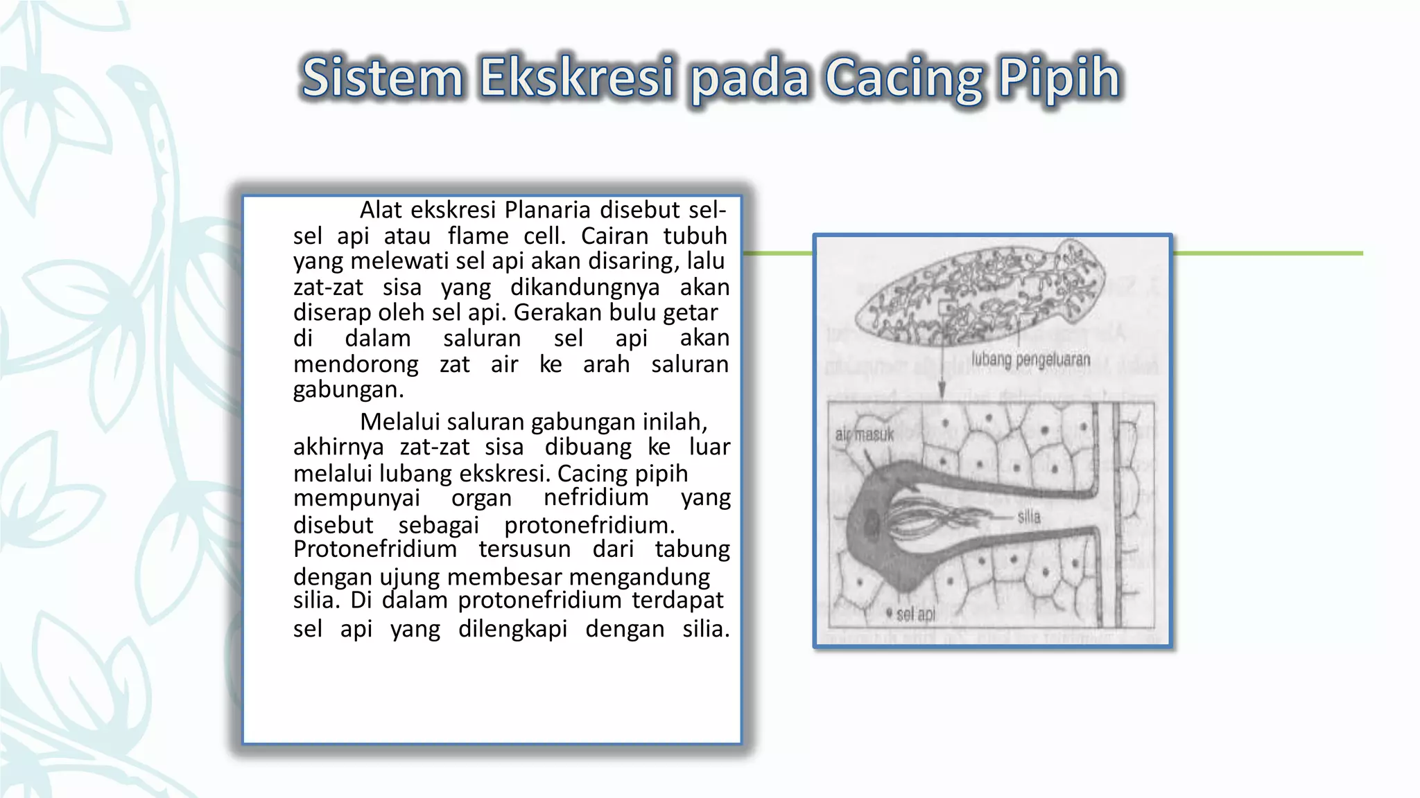 SISTEM EKSKRESI.pptx