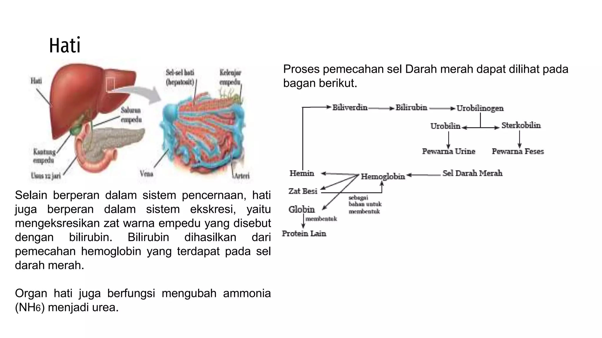 Sistem Ekskresi.pptx