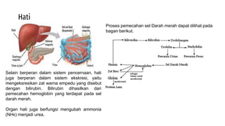 Sistem Ekskresi.pptx