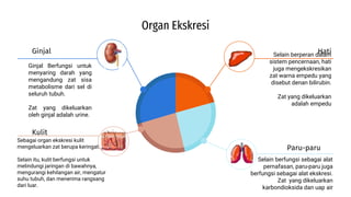 Sistem Ekskresi.pptx