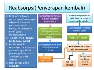 SISTEM EKSKRESI.pptx