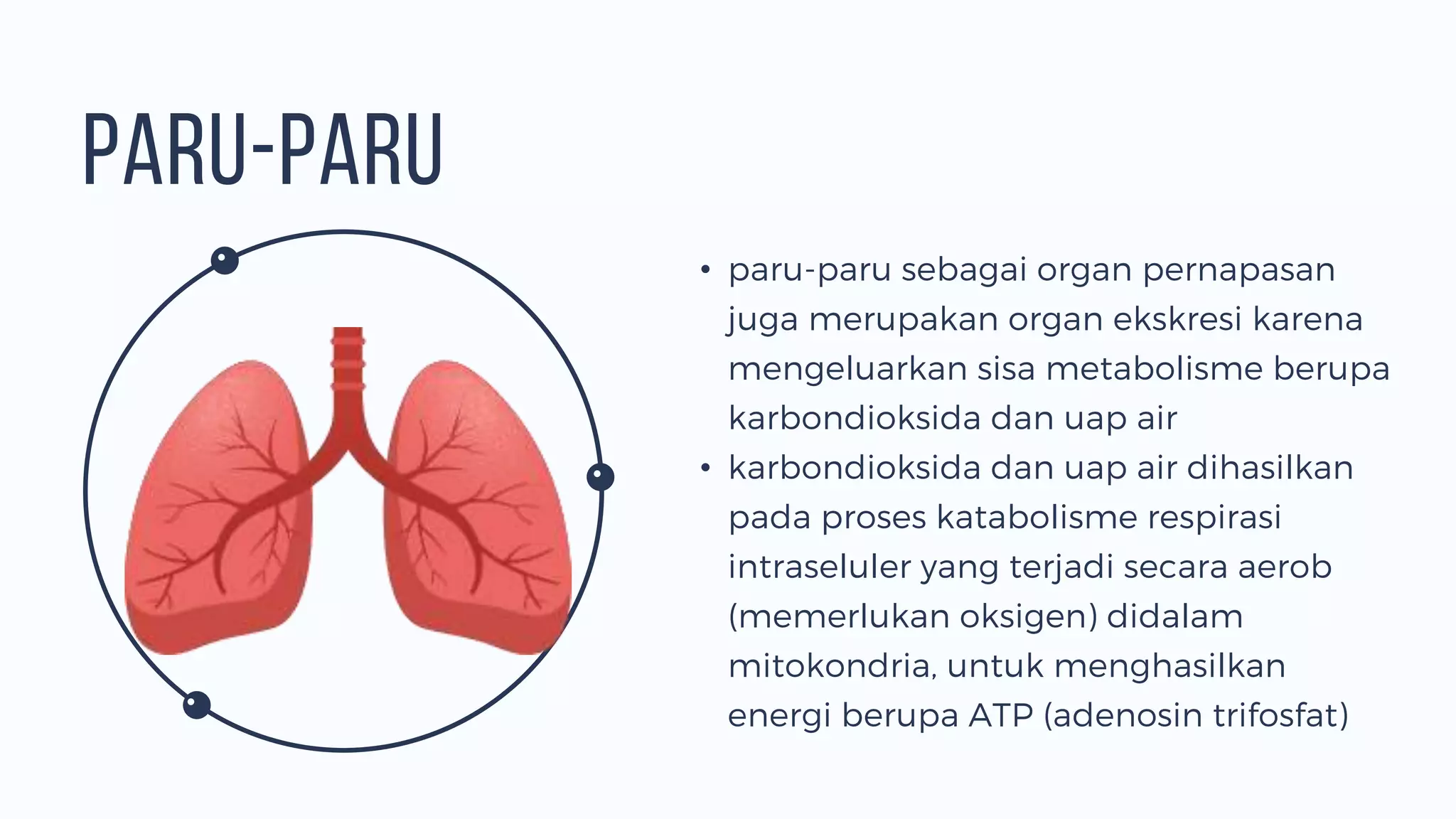 Sistem Ekskresi organ hati, paru-paru dan kulit.pptx
