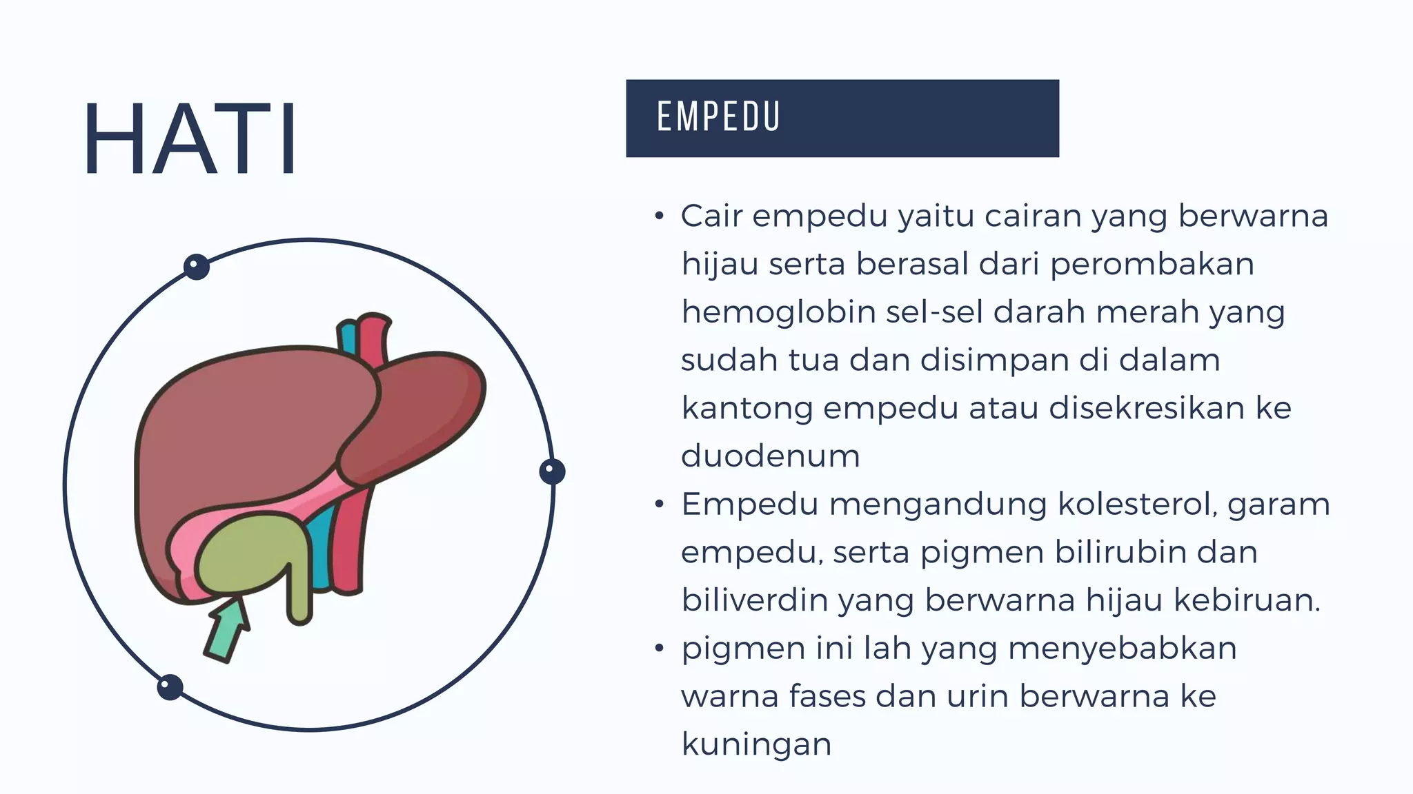 Sistem Ekskresi organ hati, paru-paru dan kulit.pptx
