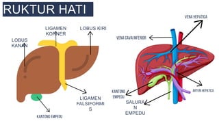Sistem Ekskresi organ hati, paru-paru dan kulit.pptx