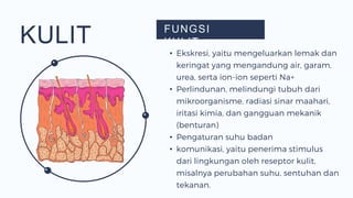 Sistem Ekskresi organ hati, paru-paru dan kulit.pptx