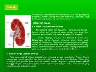 Sistem ekskresi 3 | PPT