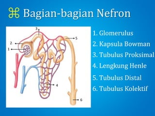 Sistem Ekskresi (IPA) | PPTX