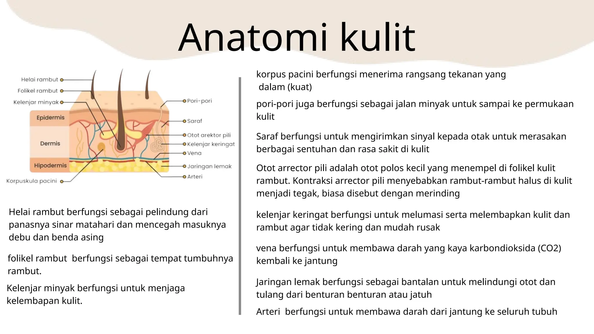 SISTEM EKSKRESI KELOMPOK 8 (1)aaaaaaaaaaaaaaaa.pptx