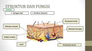 Sistem ekskresi kulit (Ayu Purnama Sari) | PPT