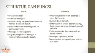 Sistem ekskresi kulit (Ayu Purnama Sari) | PPTX