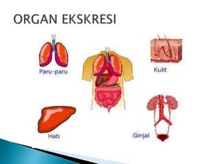 Sistem Ekskresi Pada Manusia | PPTX
