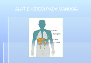 Sistem ekskresi manusia | PPT