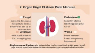 Sistem ekskresi manusia | PPTX