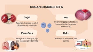 Sistem ekskresi manusia | PPTX