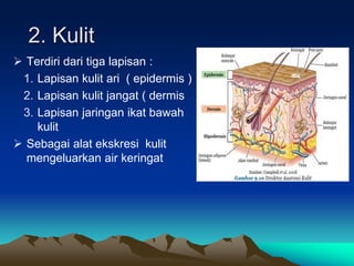 Sistem Ekskresi Pada Manusia Kelas 8 SMP | PPT