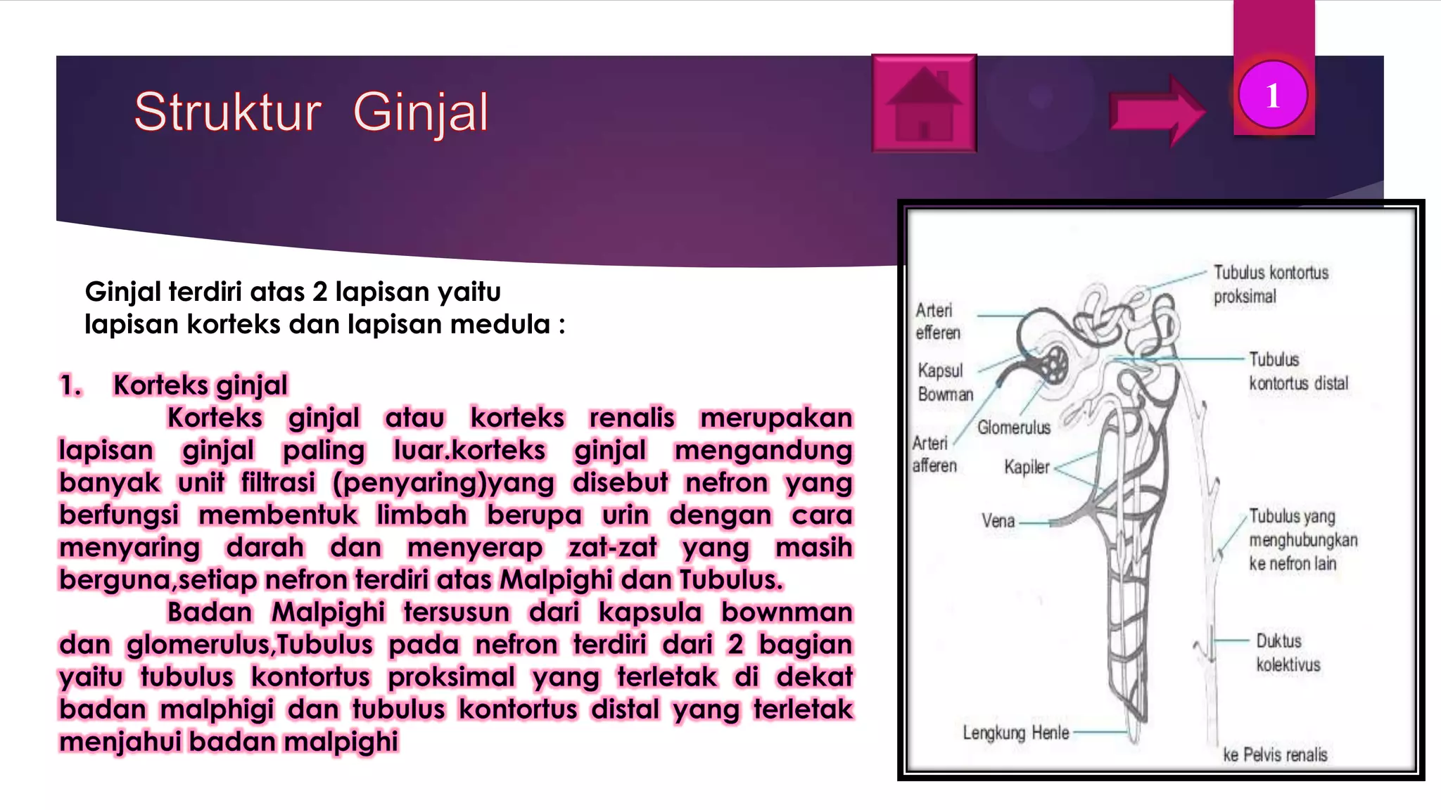 Sistem ekskresi pada ginjal | PPTX