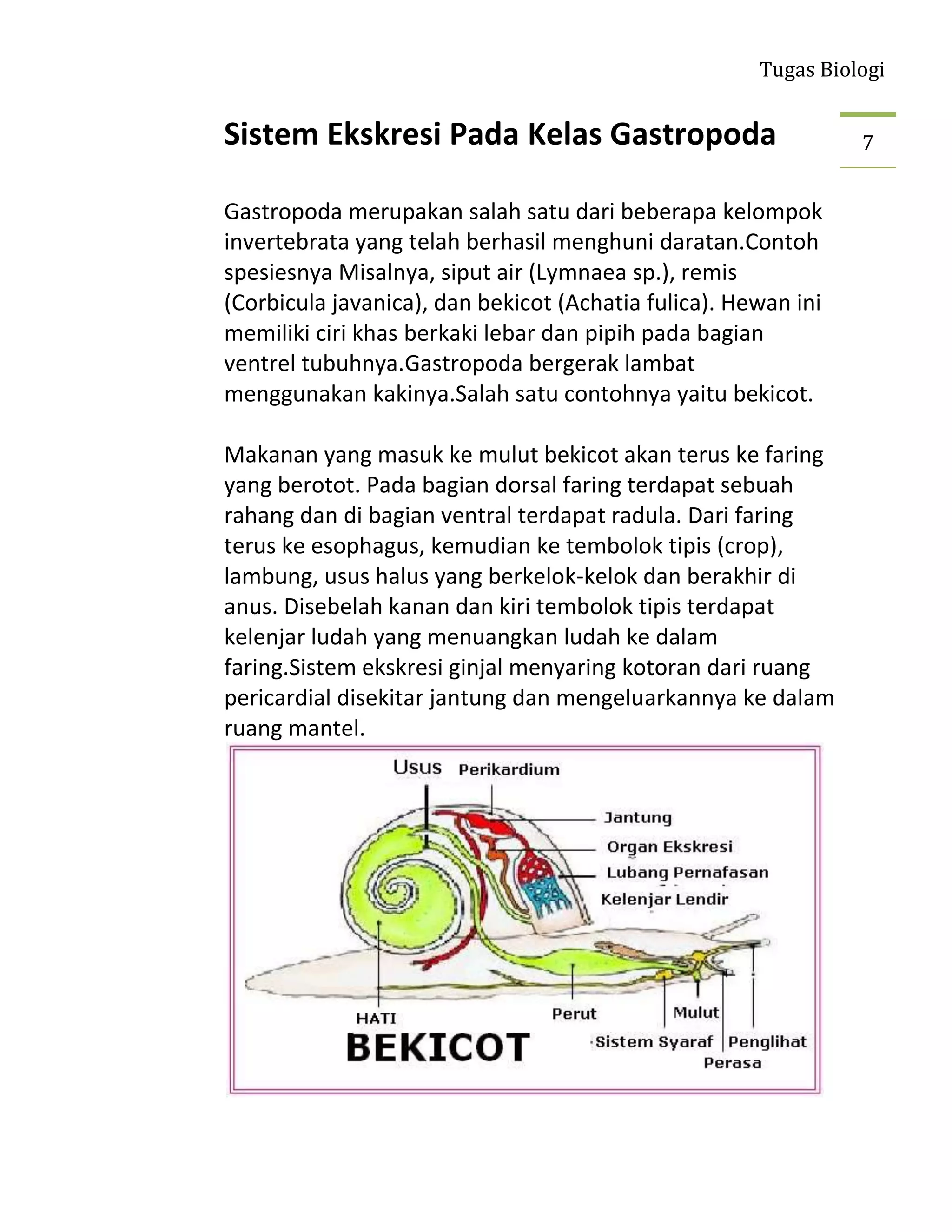 Sistem Ekskresi Pada Hewan | DOCX