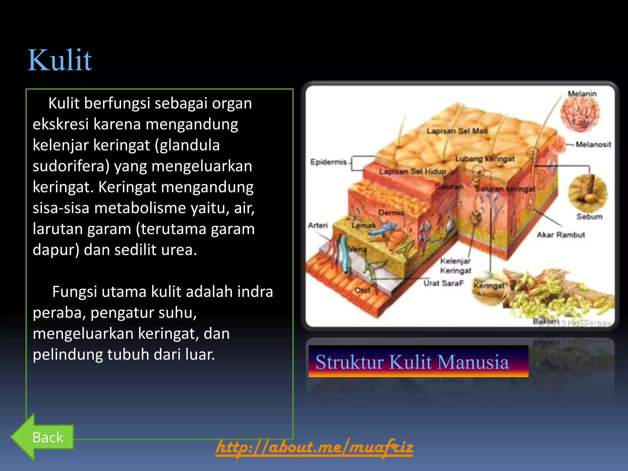 Sistem ekskresi pada manusia | PPSX