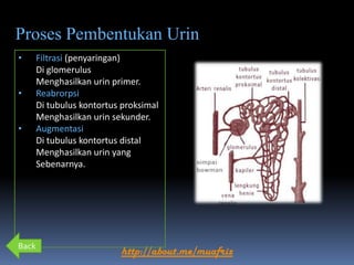 Sistem ekskresi pada manusia | PPSX