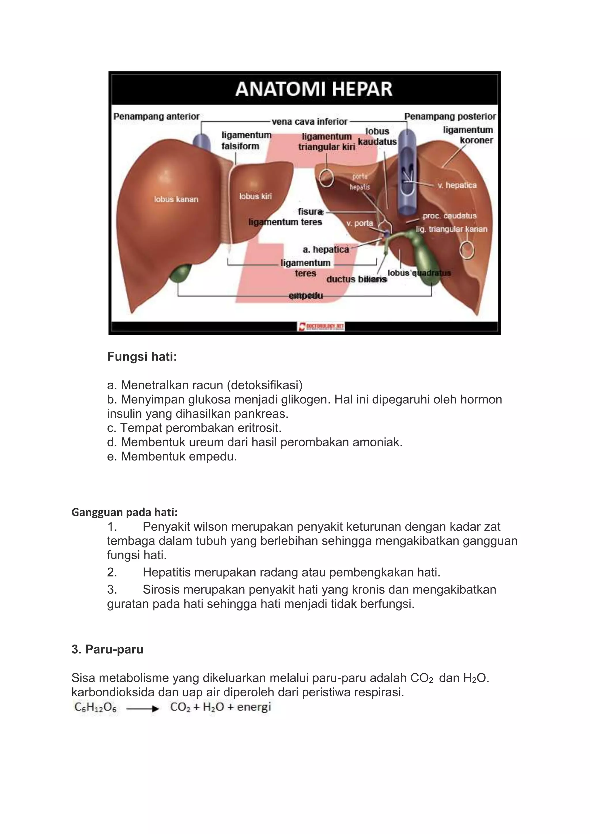 Sistem ekskresi pada manusia | DOCX