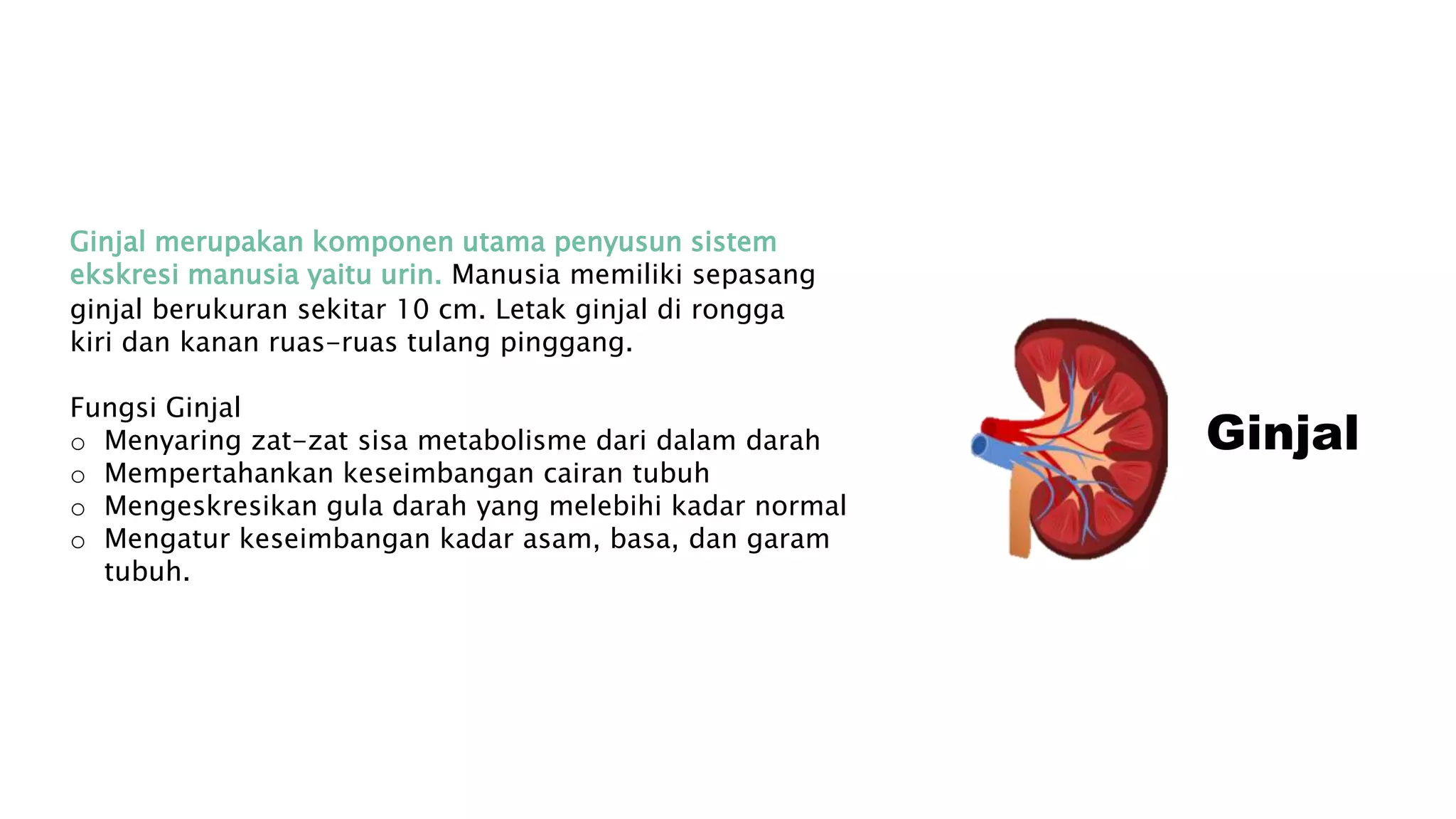 Sistem Ekskresi Pada Manusia | PPTX