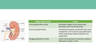 Sistem Ekskresi Pada Manusia | PPTX