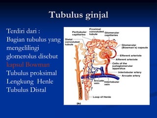sistem_ekskresi_pada_manusia_AJAR_ppt (1).ppt