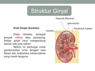 Sistem eksresi pada ginjal | PPTX