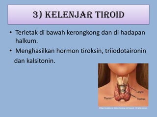 Sistem endokrin | PPTX