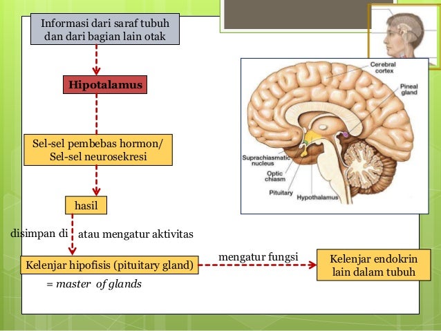 SISTEM ENDOKRIN