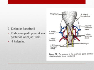 STRUKTUR DAN FUNGSI PADA SISTEM ENDOKRIN.ppt