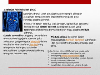 Sistem Endokrin dan anatomi fisiologi manusia | PPTX