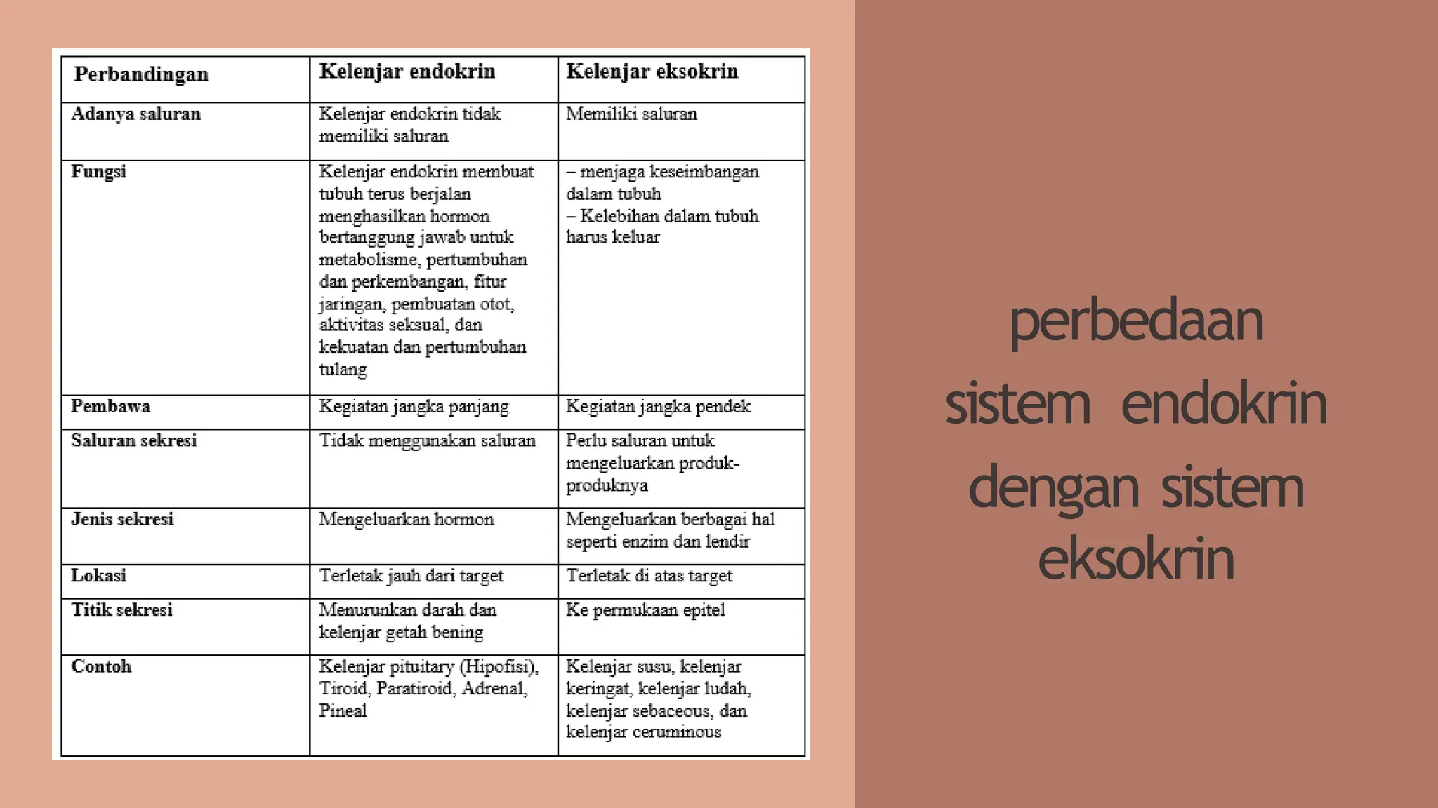 Sistem Endokrin jaringan kelenjar yang memproduksi dan melepaskan ...