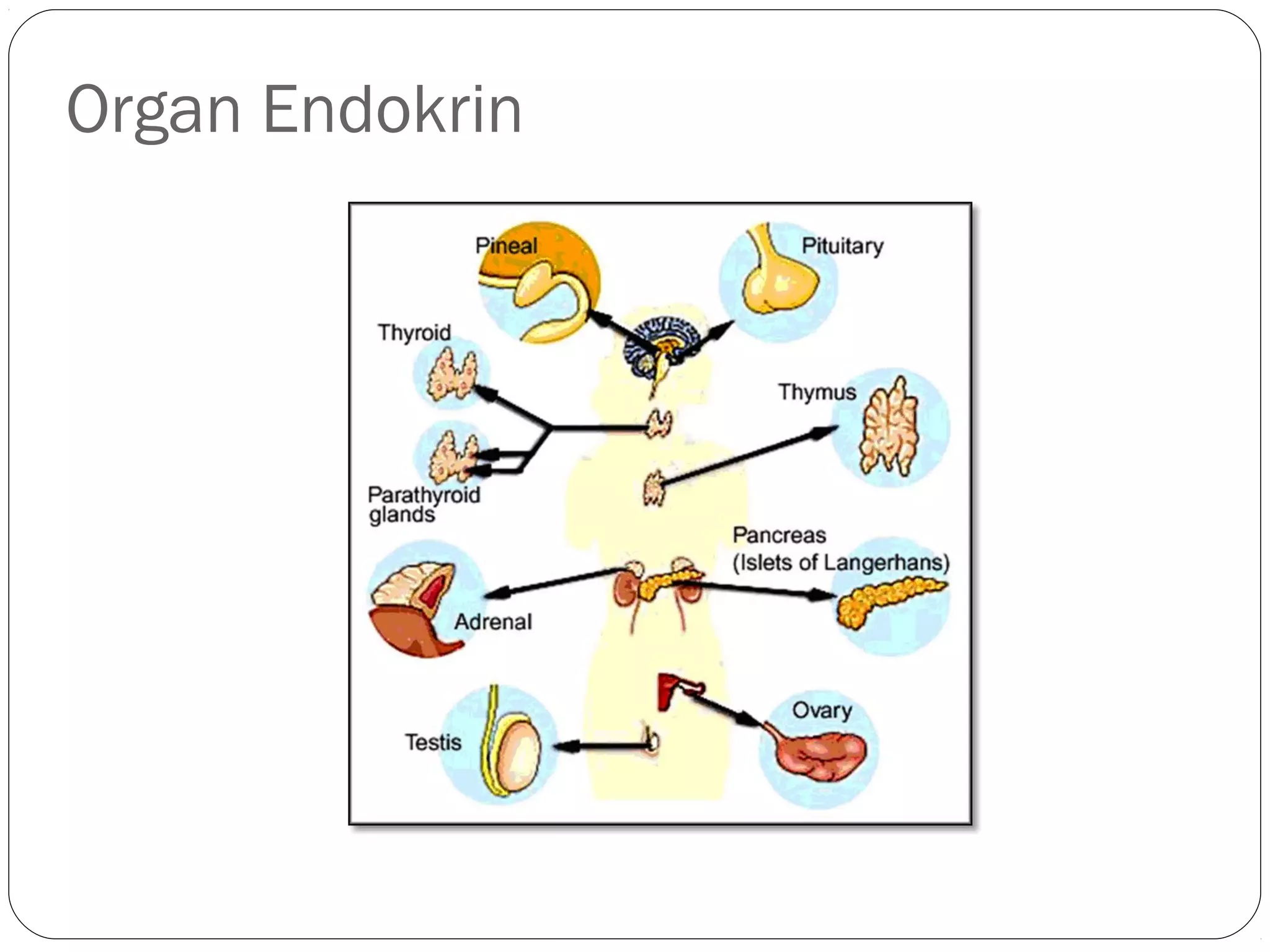 Sistem endokrin | PPT