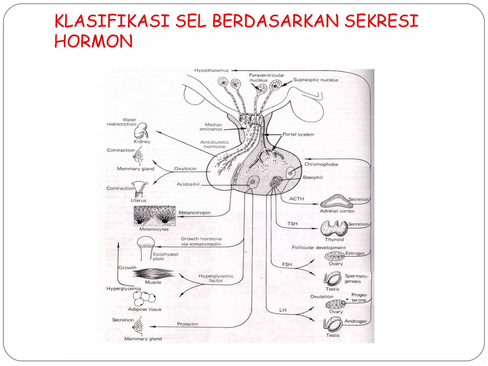 Sistem endokrin | PPT