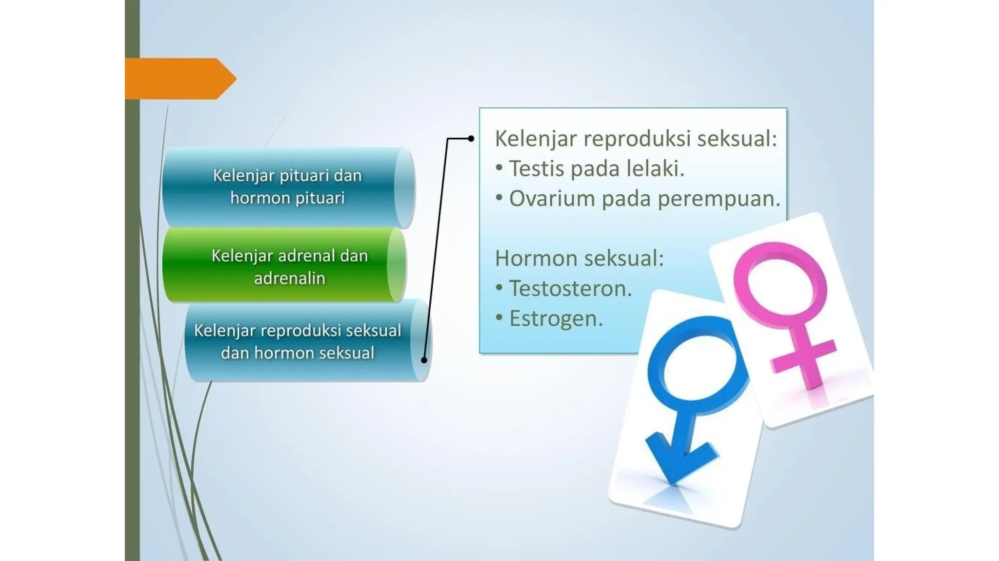Sistem Endokrin, Hormon dan Perilaku (1).pptx