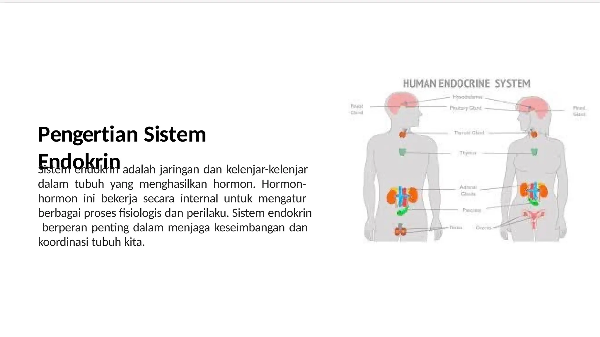 Sistem Endokrin, Hormon dan Perilaku (1).pptx