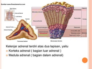 Sistem endokrin (kelenjar suprarenalis | PPTX
