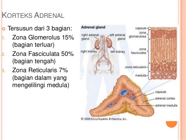Sistem endokrin (kelenjar suprarenalis