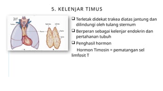 Sistem endokrin (hormon) kelas xi BIOLOGI.pptx