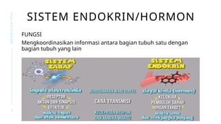 Sistem endokrin (hormon) kelas xi BIOLOGI.pptx