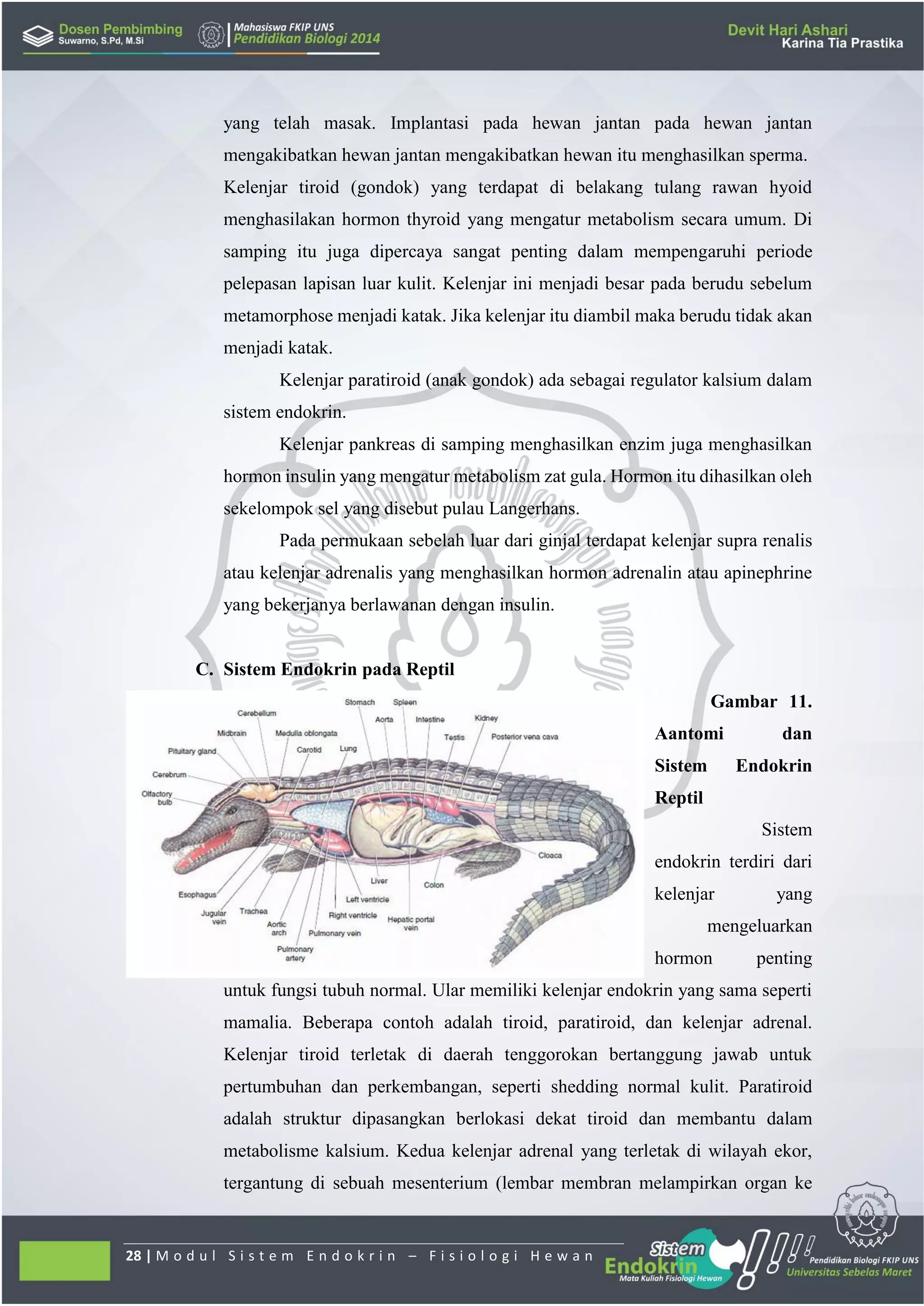Sistem endokrin pada hewan | PDF