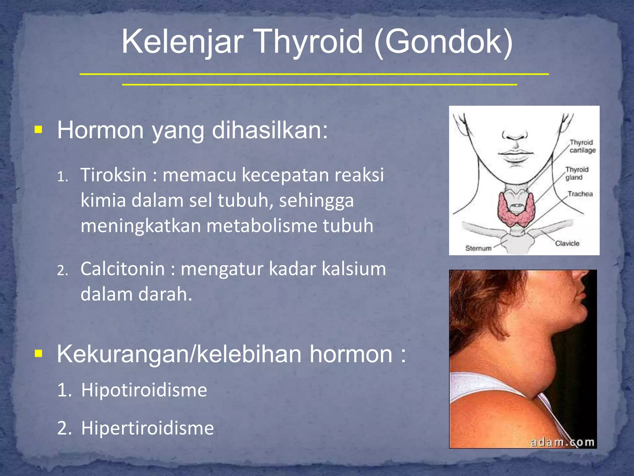 Sistem endokrin (ratna) | PPTX