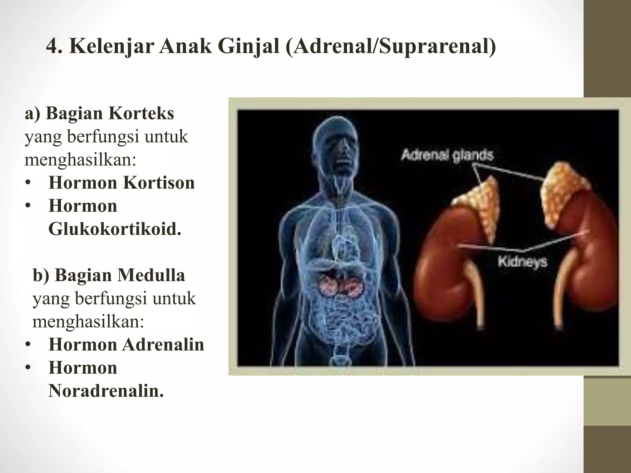 Sistem endokrin | PPTX
