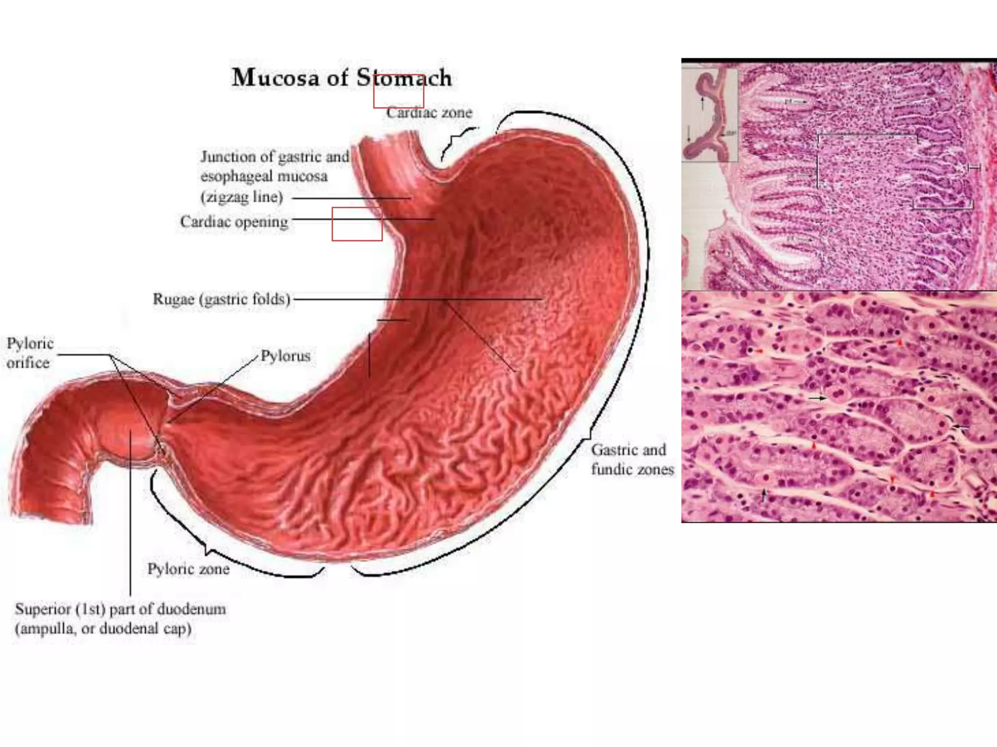 Sistem gastrointestinal | PPTX