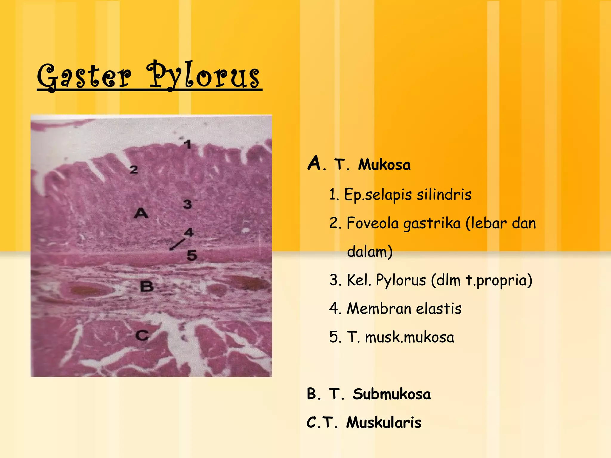 SISTEM GASTRO INTESTINALIS DALAM HUBUNGANNYA DENGAN PENCERNAAN DAN ...