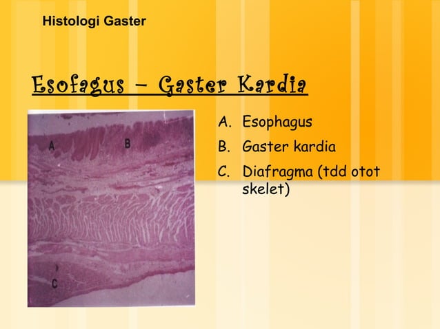 SISTEM GASTRO INTESTINALIS DALAM HUBUNGANNYA DENGAN PENCERNAAN DAN ...