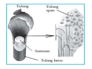 Sistem gerak | PPTX