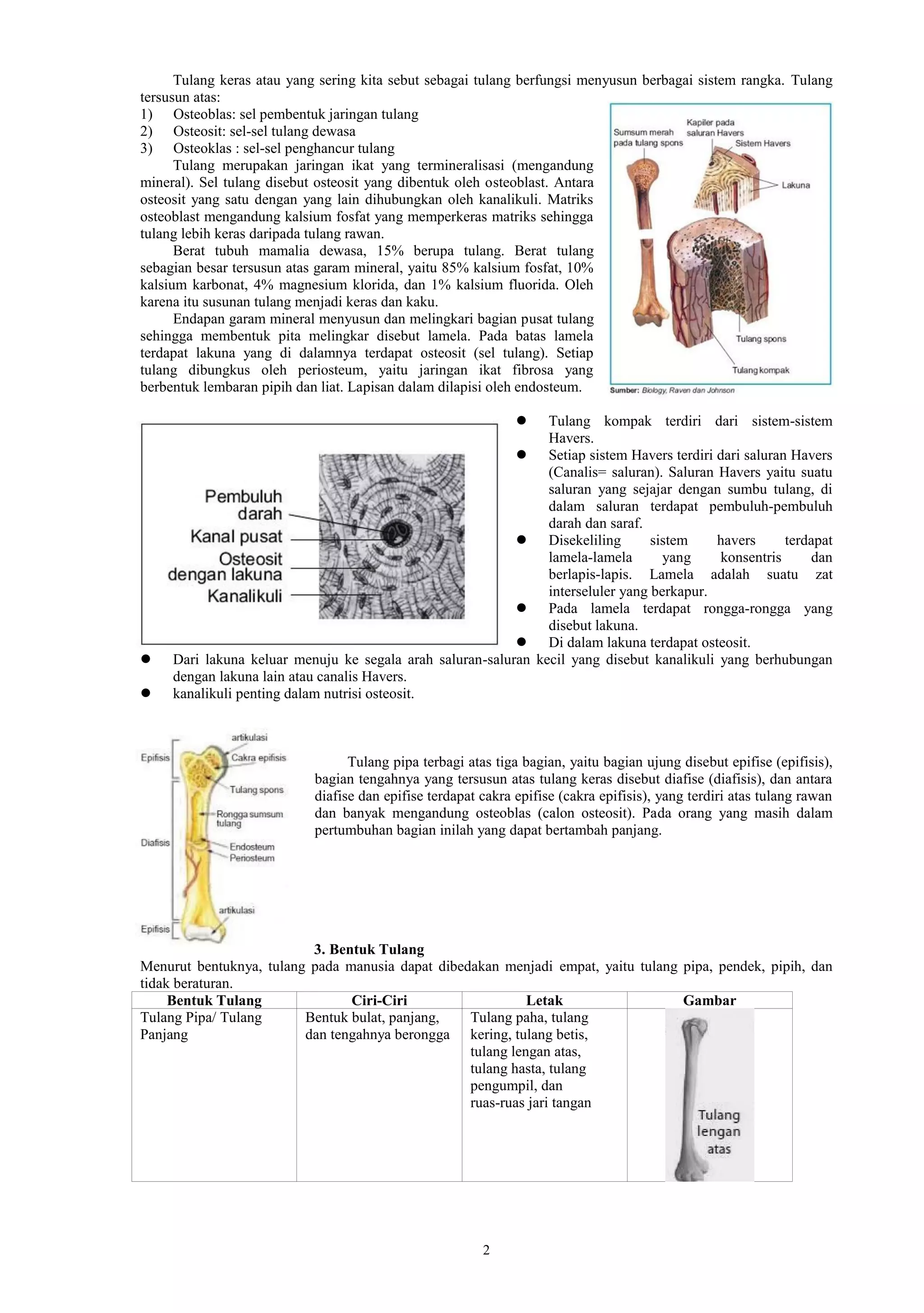 Sistem Gerak pada Manusia | PDF